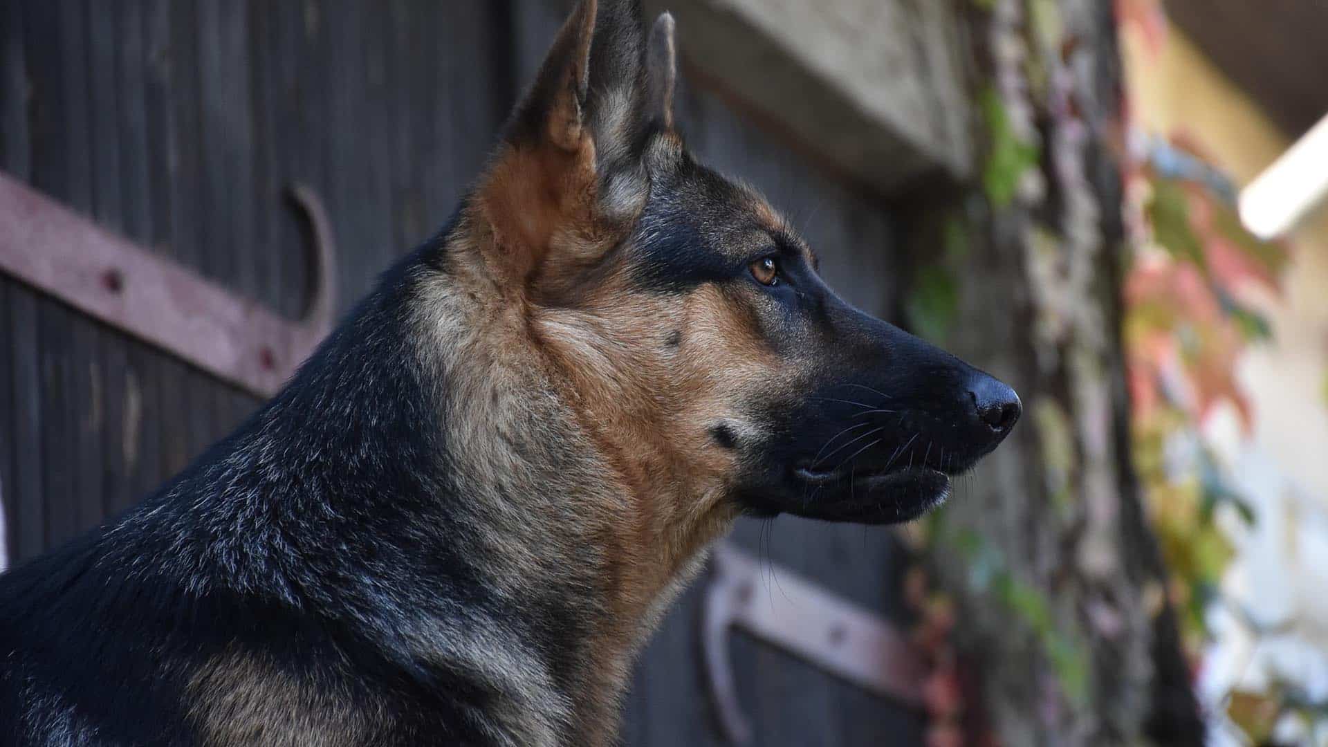 Animal Law And Replevin Cases In Greenwood Village - Colorado Lawyer ...